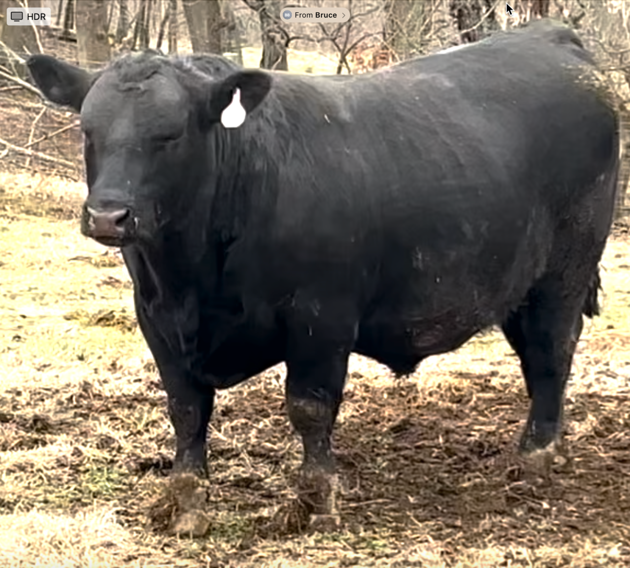 Stone Ridge Farms | A Registered Black Angus Cow & Calf Operation in ...